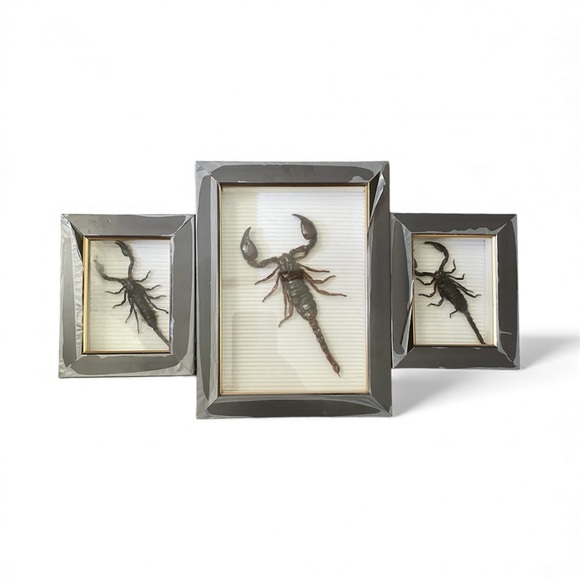 Accents | 3 Framed Asian Forest Scorpions Oddity Inshadow Box | Poshmark